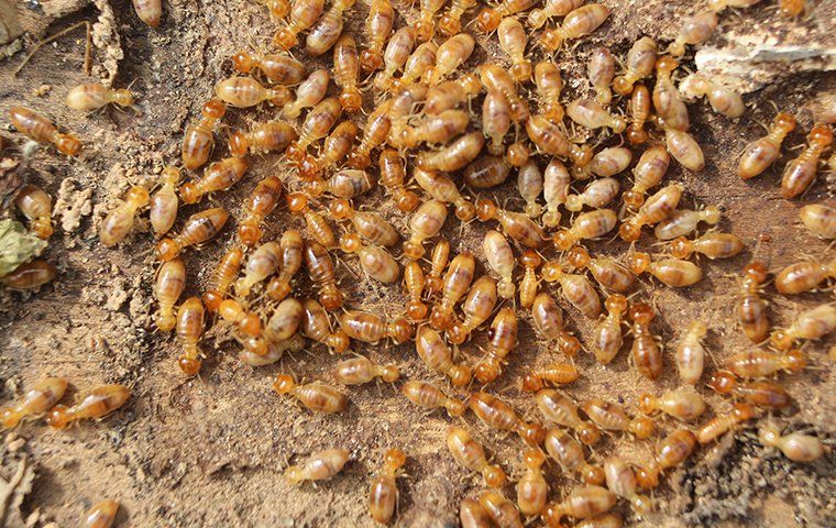 Termites Be Gone: Proven Techniques for Successful Termite Control In ...
