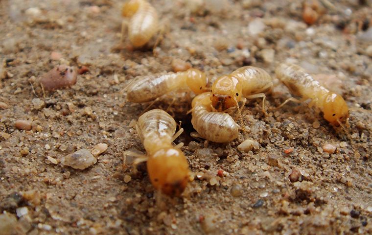 Are Termites Still Active Around Oklahoma City? | Brandley Pest Control