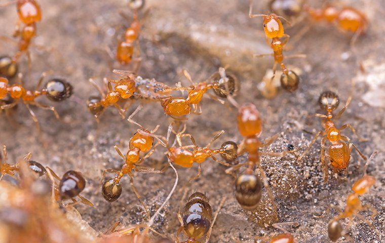 Ant Invasions In Oklahoma City: How To Protect Your Home And Family ...